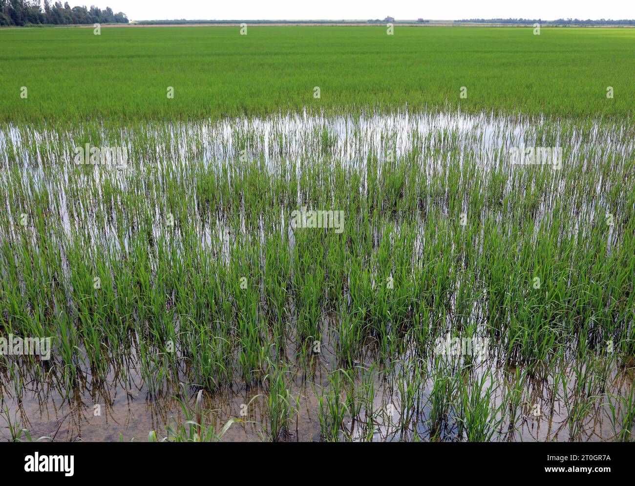 Always flooding hi-res stock photography and images - Alamy