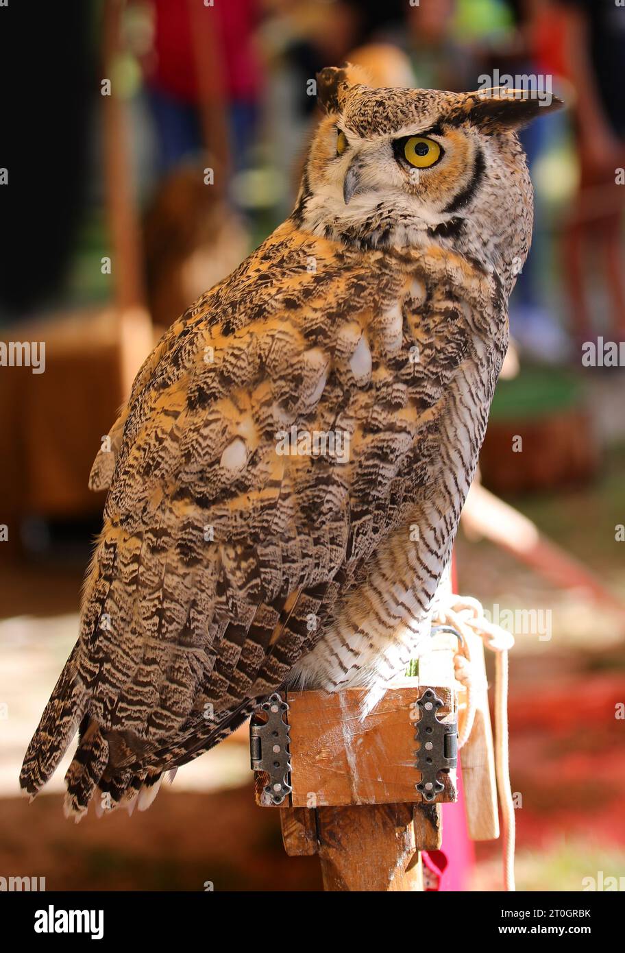 Eurasian eagle-owl also called Bubo Bubo species of owl resides in ...