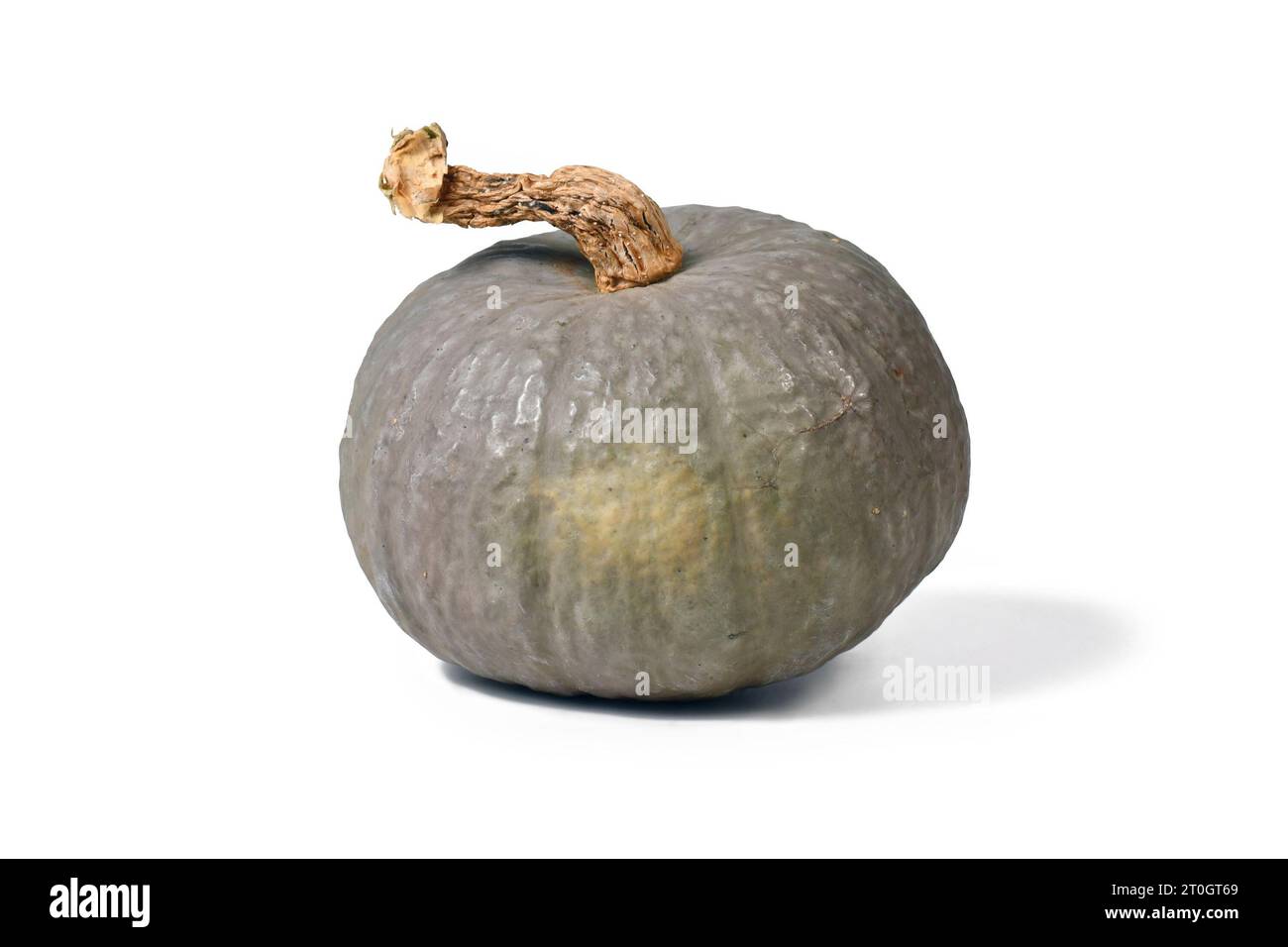 Winter squash called 'Blue Kuri' with blue-gray skin on white ...