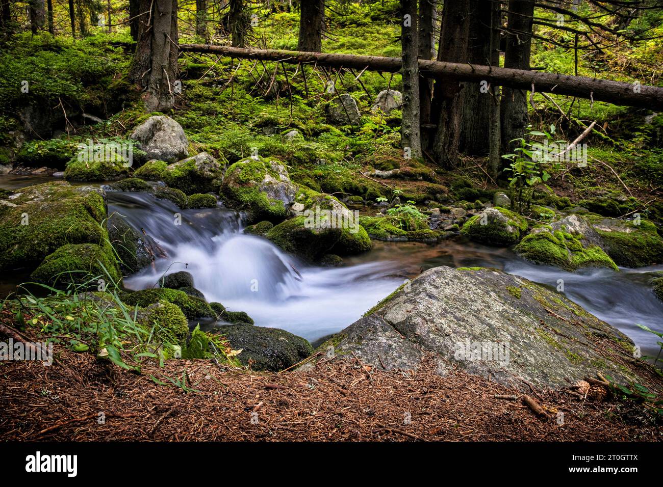 Scenery of brook in Bystra valley, Western Tatras mountain, Slovak ...