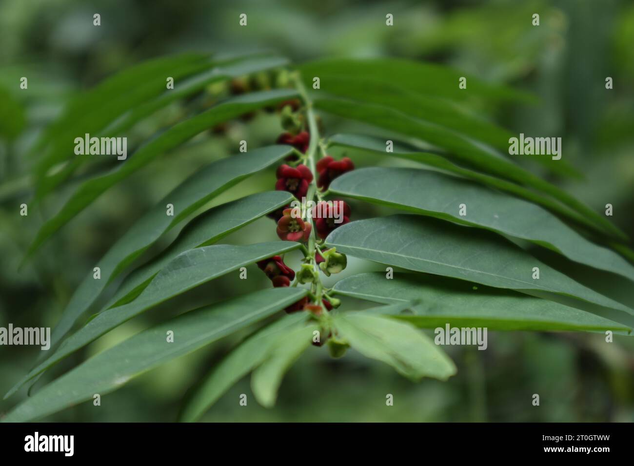 Parallel view of a Star Gooseberry leaf from the end, with reddish ...