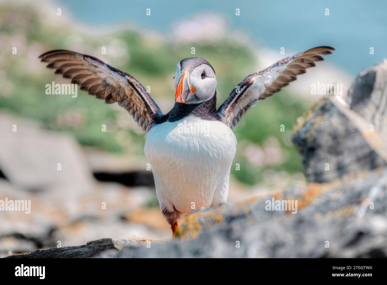 Noss Island is probably the best location to watch Puffins in the ...
