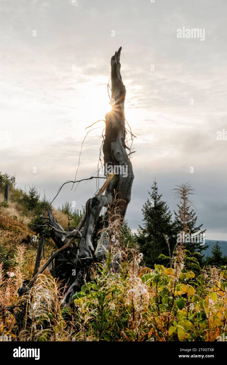 Bystra valley, Western Tatras mountain, Slovak republic. Hiking theme ...