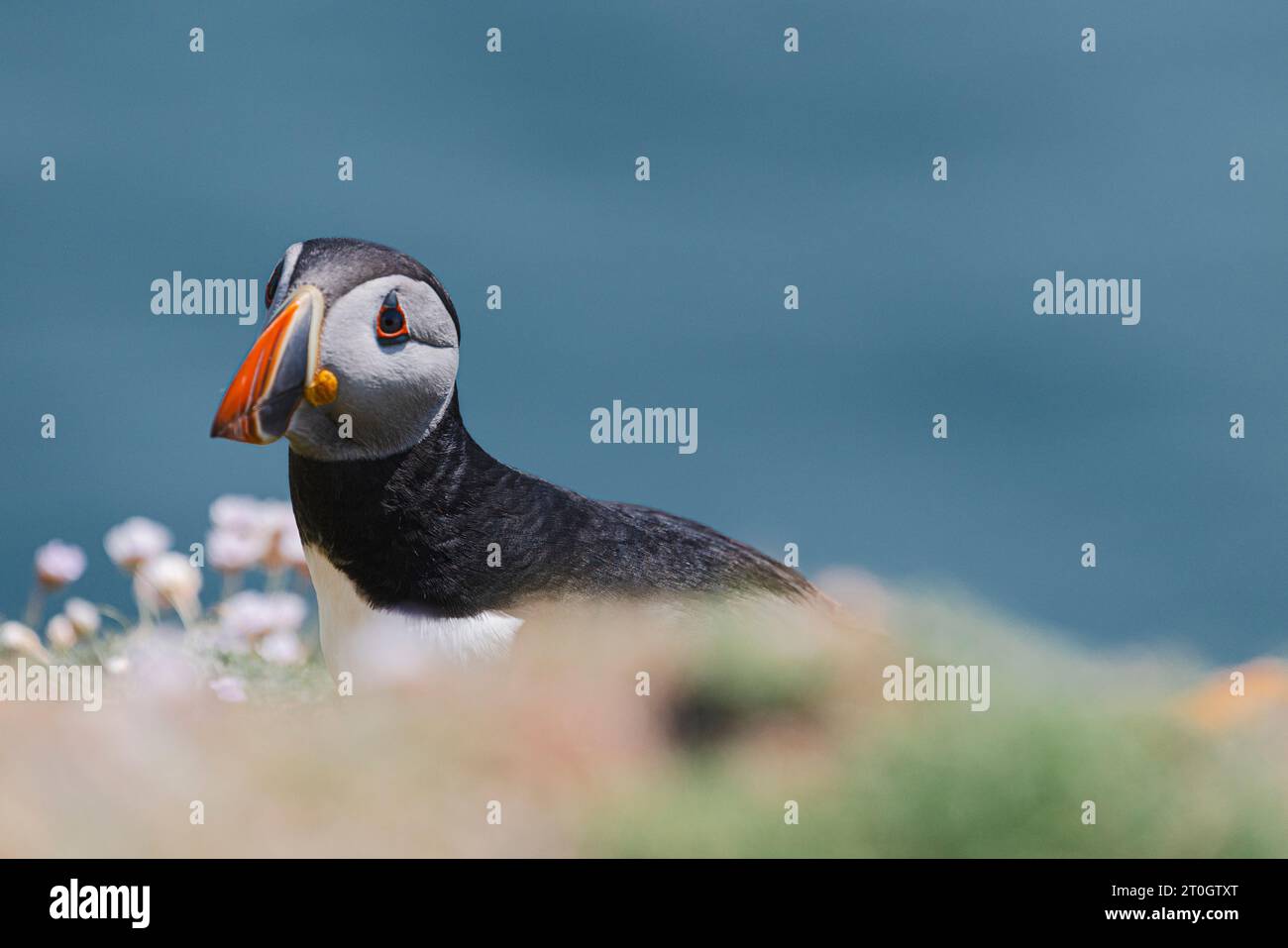 Noss shetland birds hi-res stock photography and images - Alamy