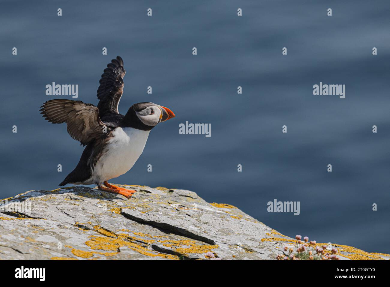 Noss Island is probably the best location to watch Puffins in the ...
