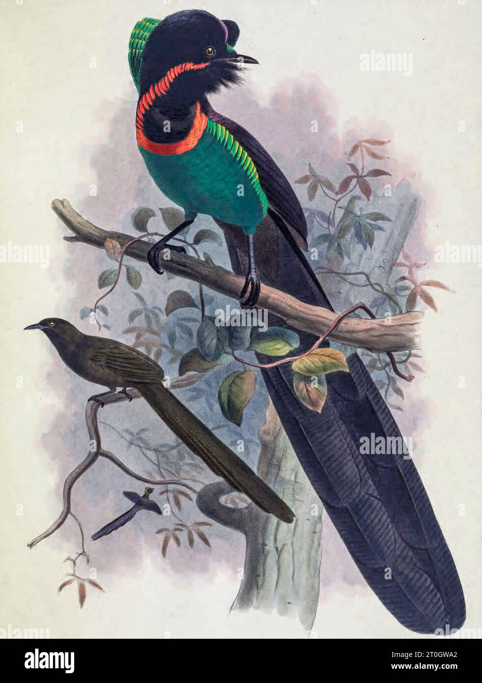 Arfak astrapia, 19th century illustration Stock Photo - Alamy