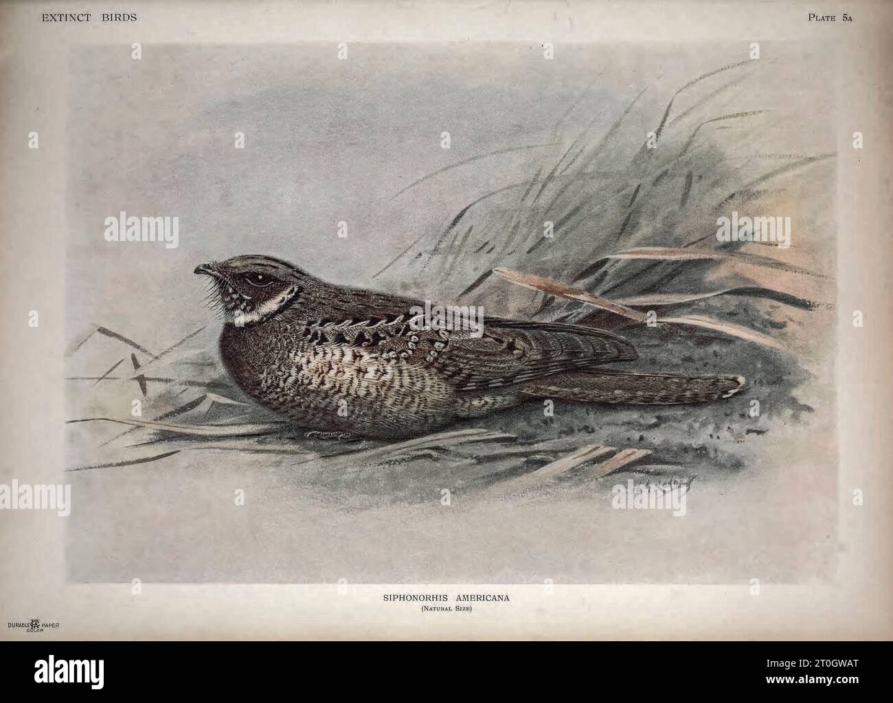 Jamaican poorwill, illustration Stock Photo - Alamy