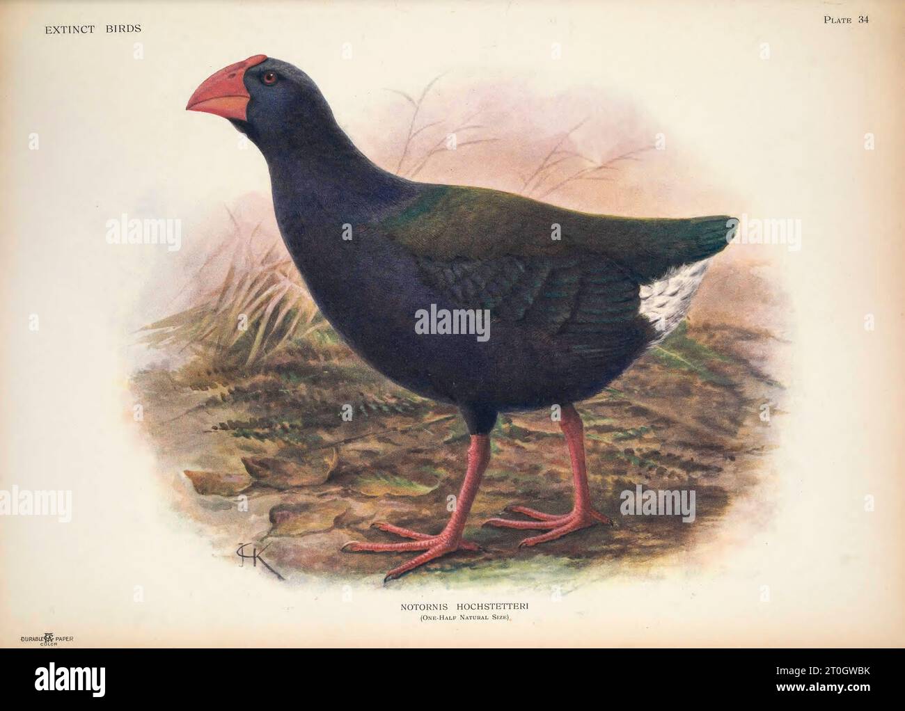 Takahe birds hi-res stock photography and images - Alamy