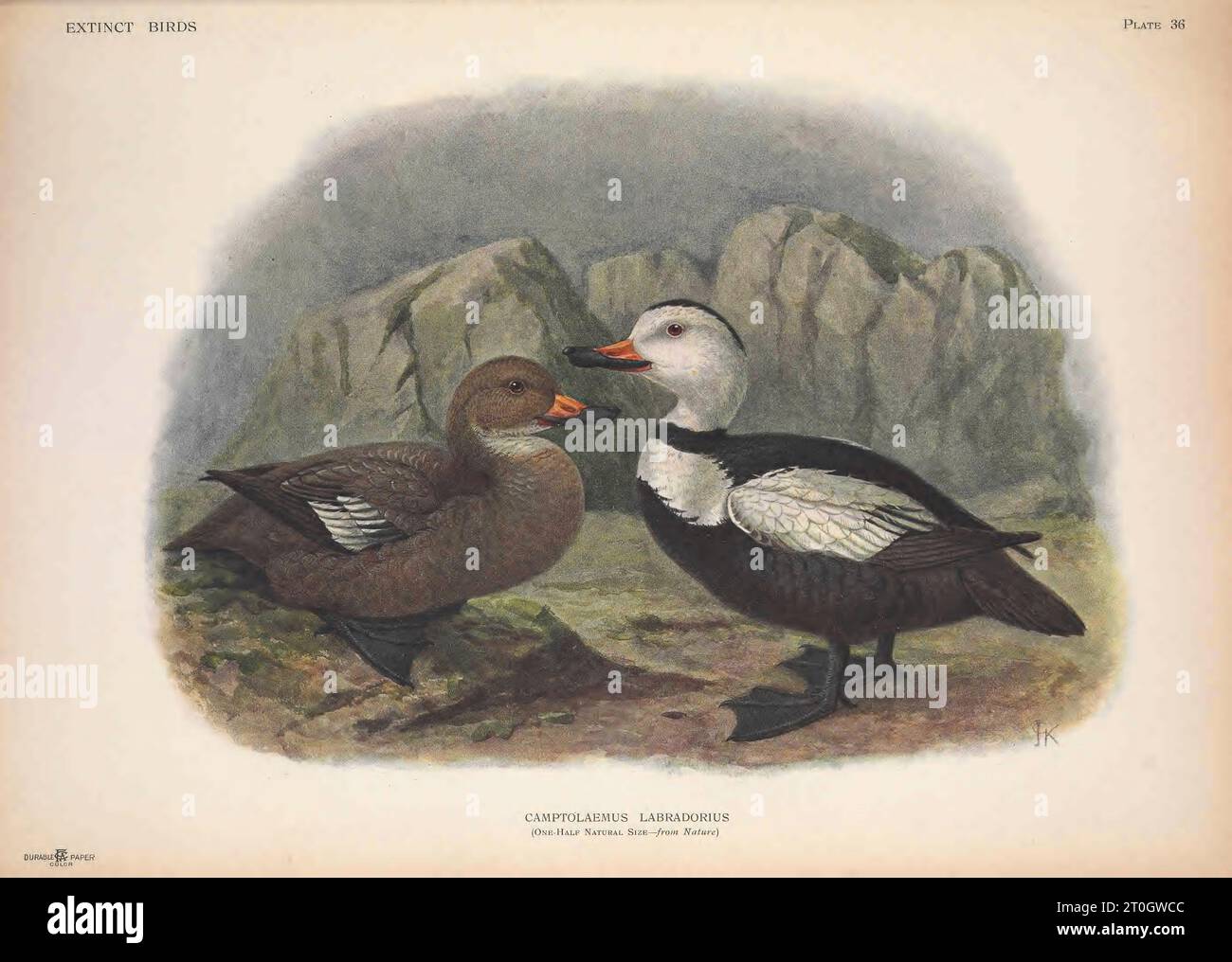 Labrador duck, illustration Stock Photo - Alamy
