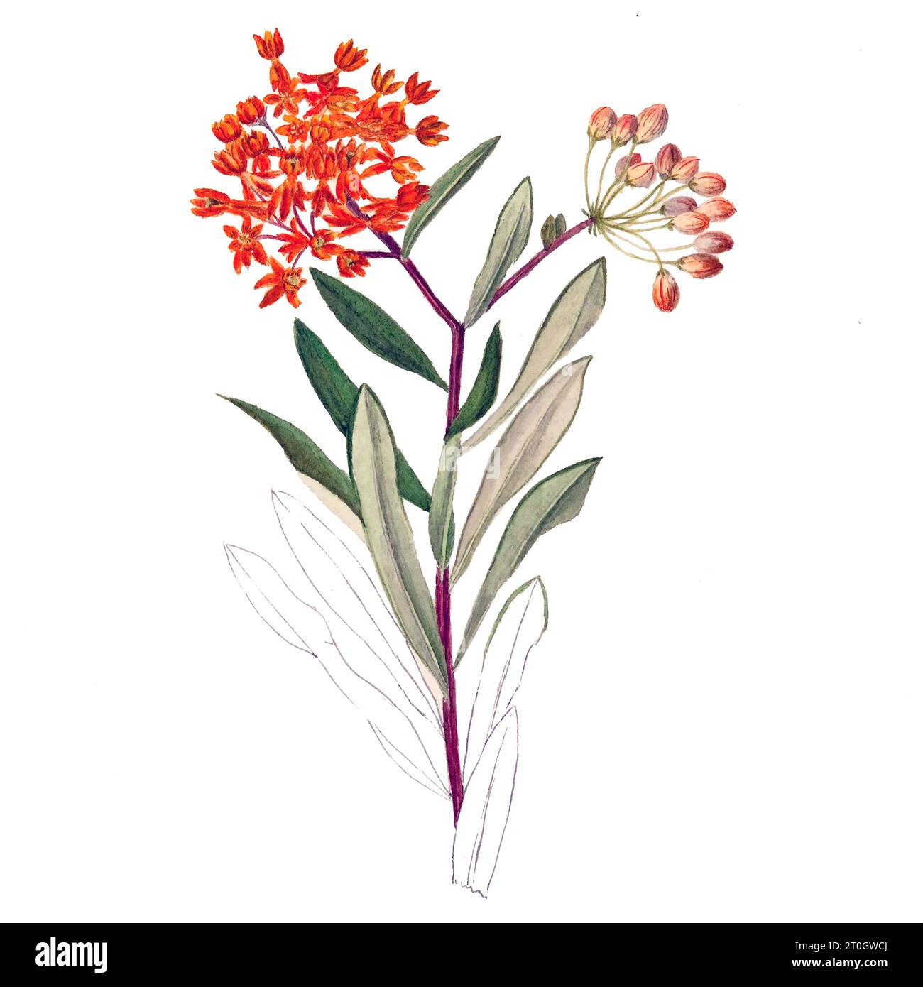 Wildflower drawings Cut Out Stock Images & Pictures - Alamy