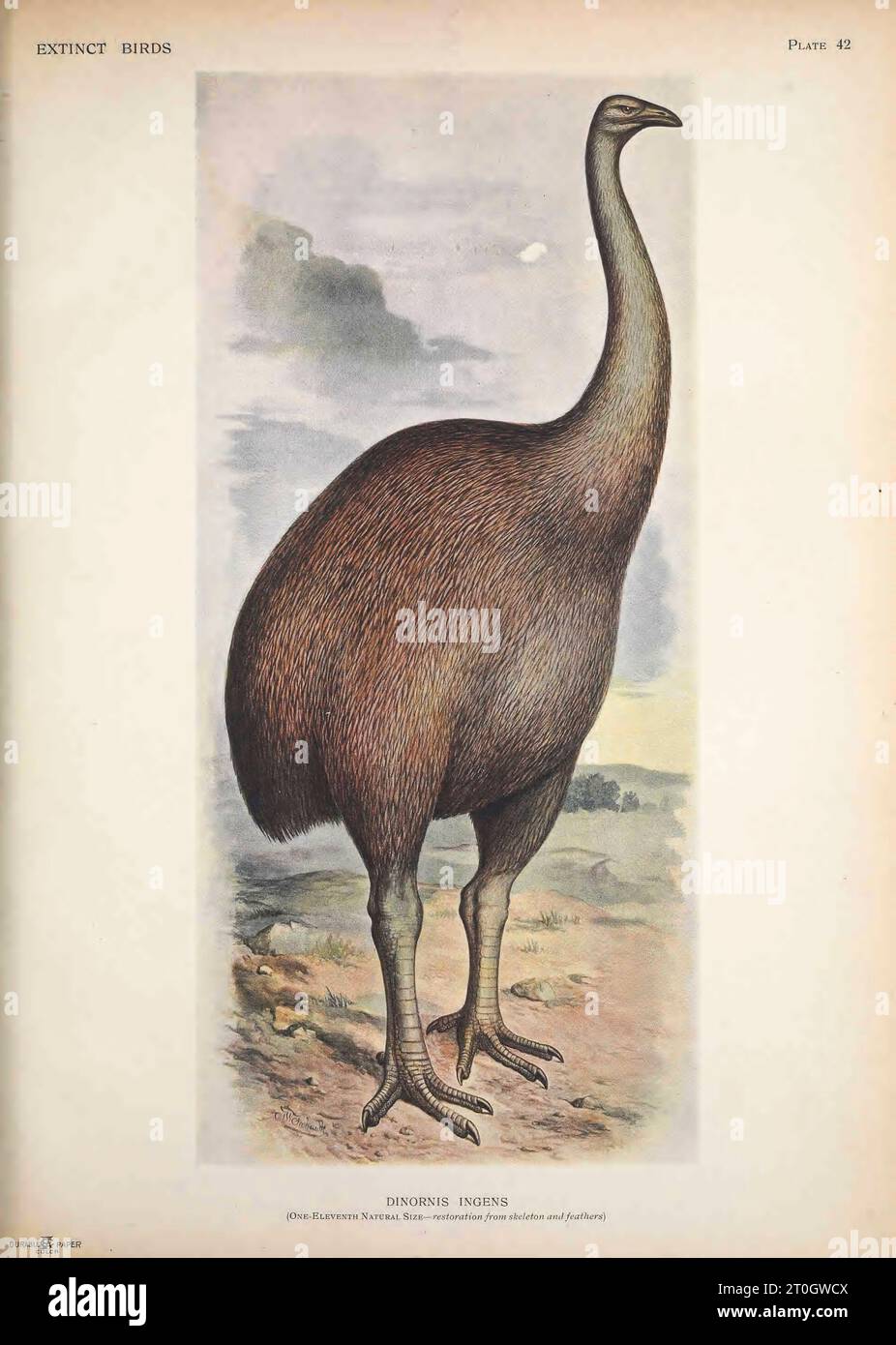 Giant moa hi-res stock photography and images - Alamy