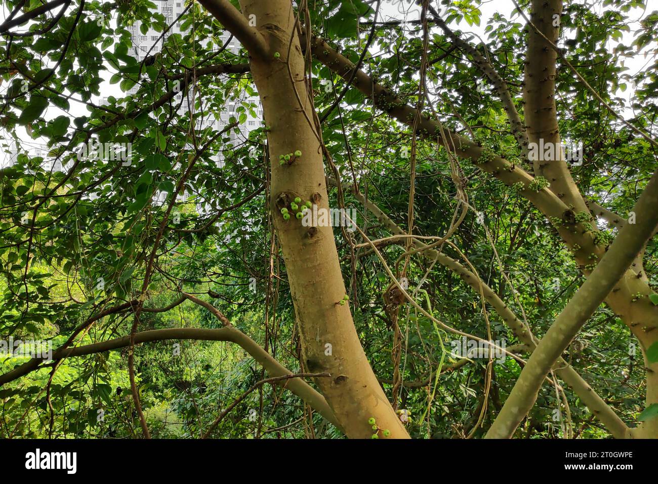 Ficus superba, also known as Sea fig, Strangler fig or Deciduous fig ...