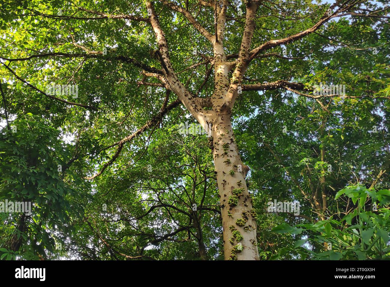 Ficus superba, also known as Sea fig, Strangler fig or Deciduous fig ...