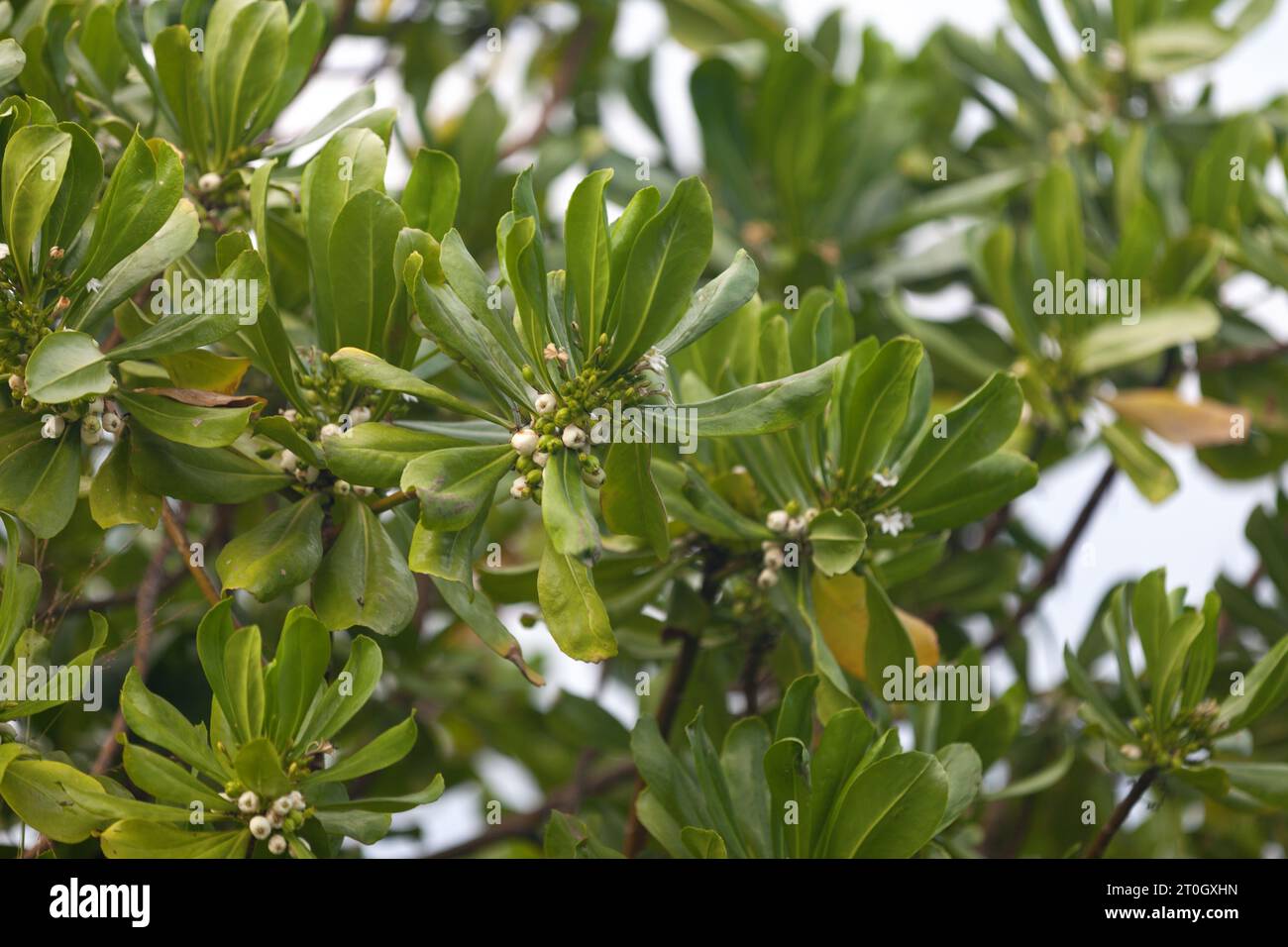 The Scaevola taccada also known as beach cabbage, sea lettuce, beach ...
