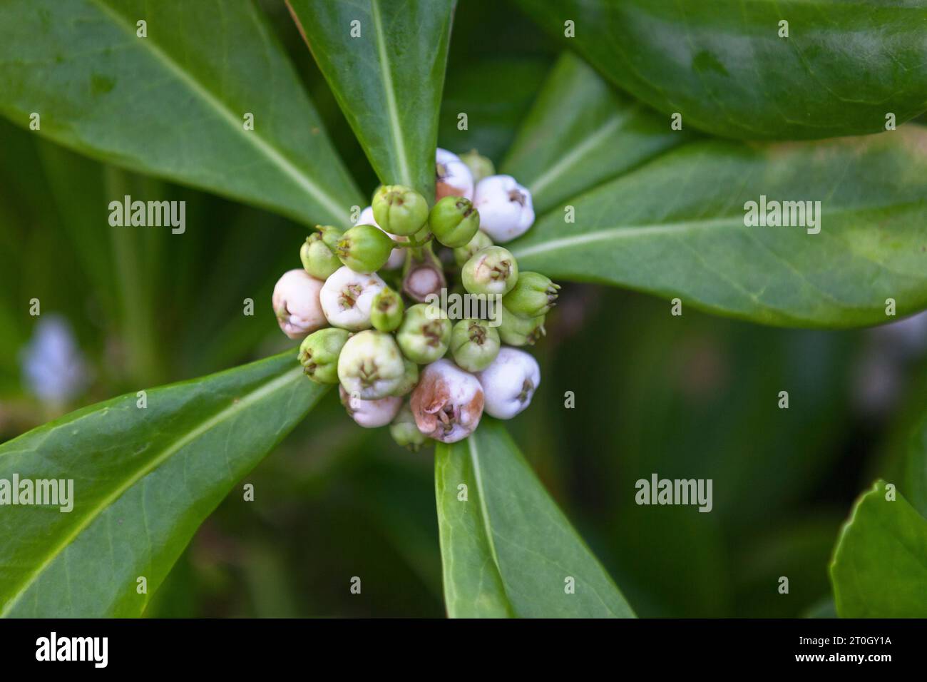 The Scaevola taccada also known as beach cabbage, sea lettuce, beach ...