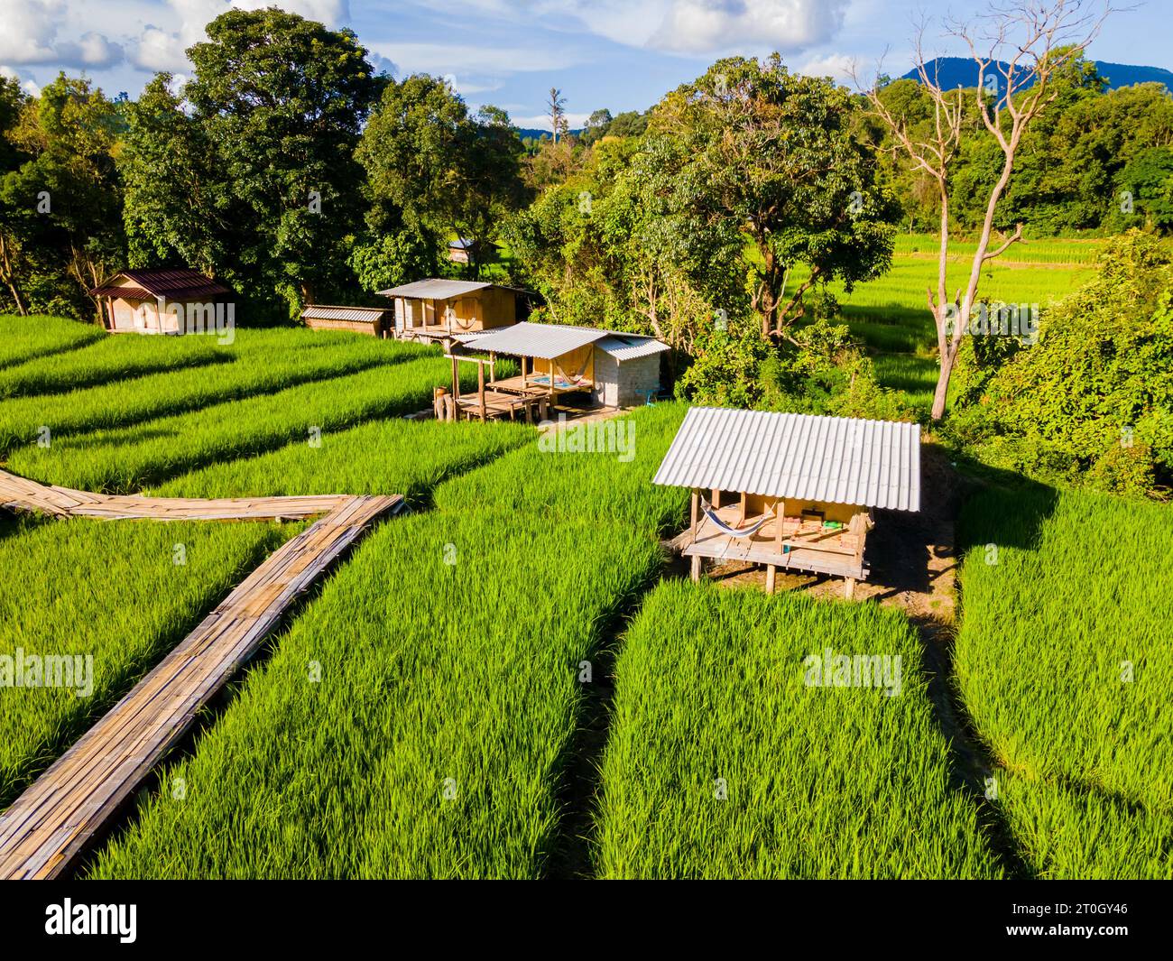 Terraced Rice Field in Chiangmai during the green rain season, Thailand ...