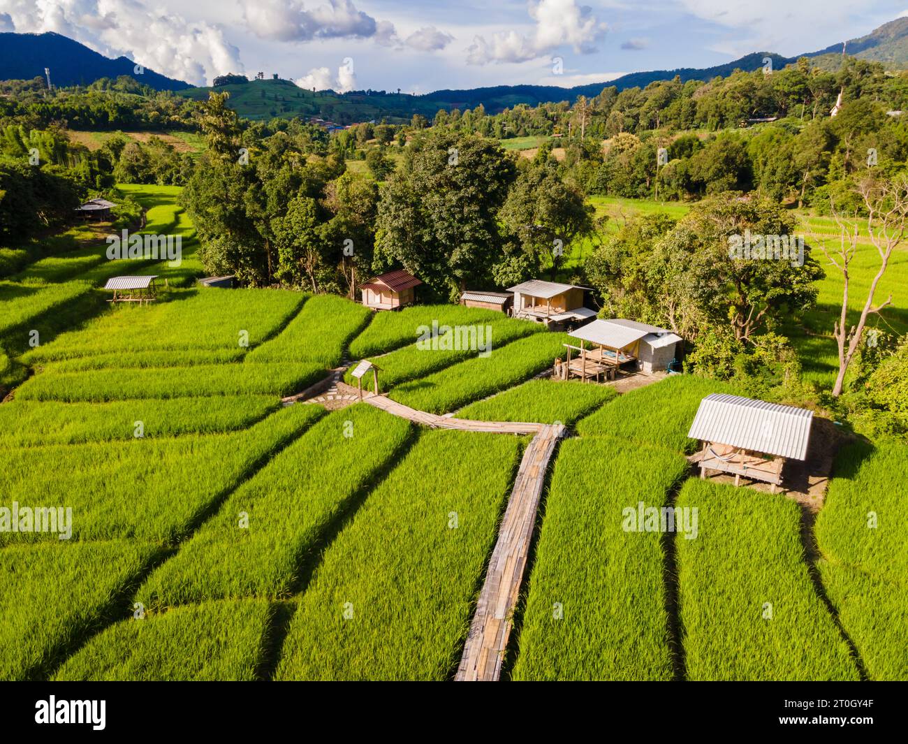 Terraced Rice Field in Chiangmai during the green rain season, Thailand ...