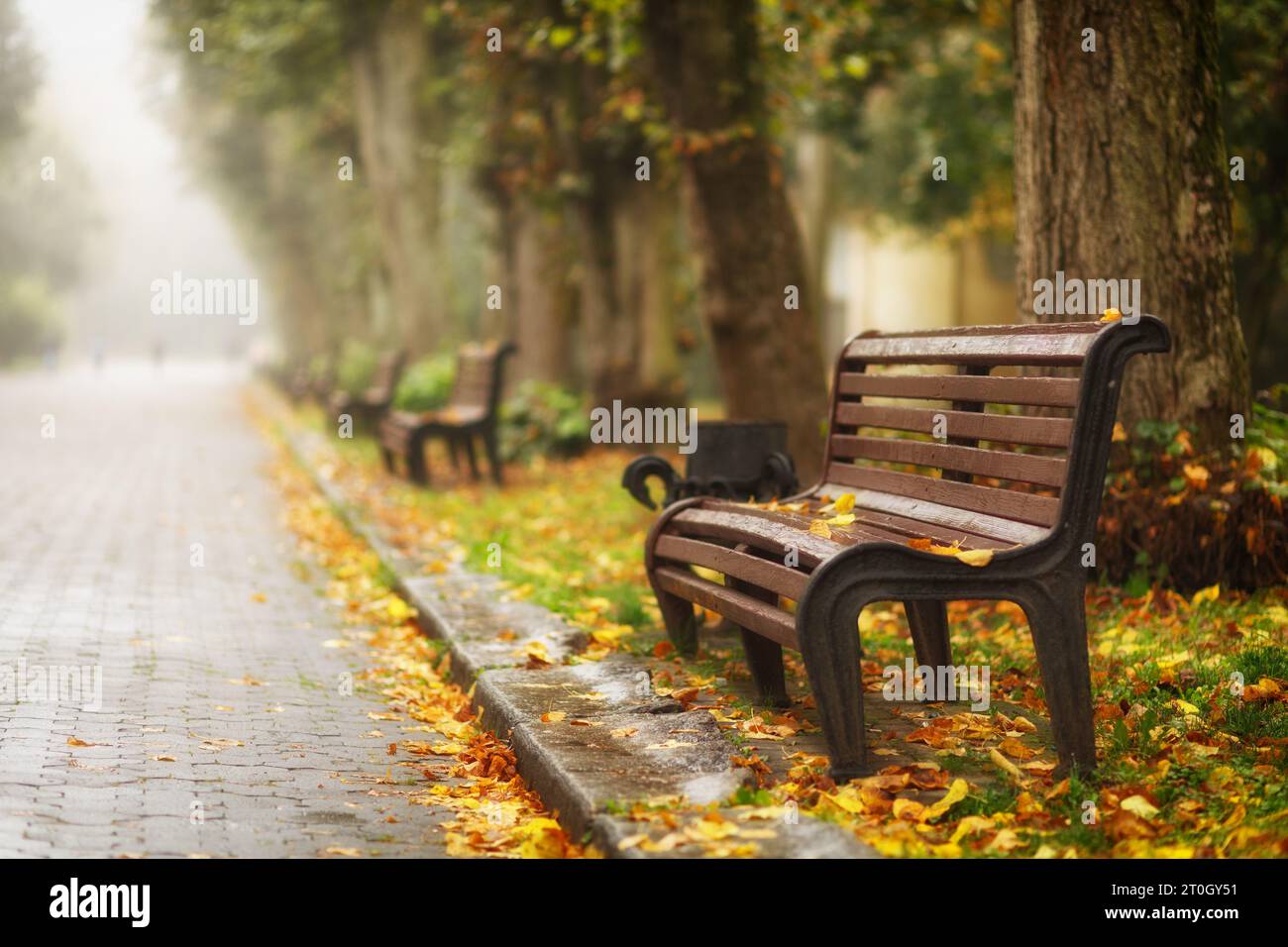 Beautiful scenic alley benches hi-res stock photography and images - Alamy