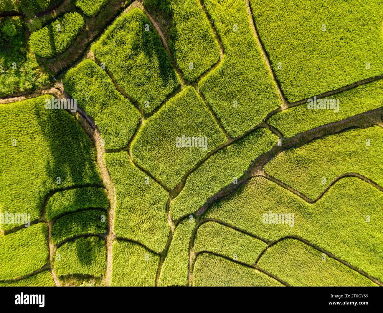 Terraced Rice Field in Chiangmai during the green rain season, Thailand. Royal Project Khun Pae ...