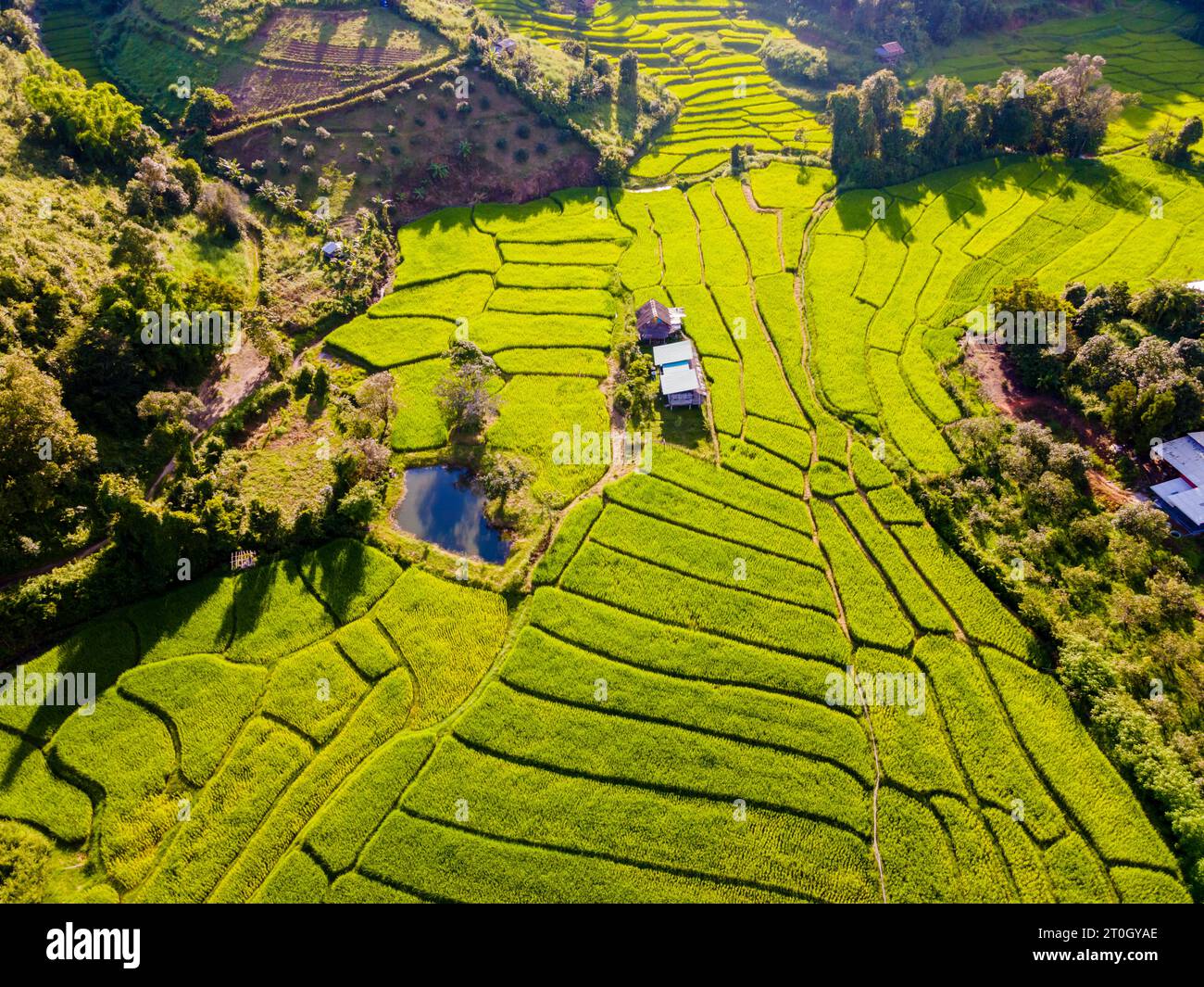 Terraced Rice Field in Chiangmai during the green rain season, Thailand. Royal Project Khun Pae ...