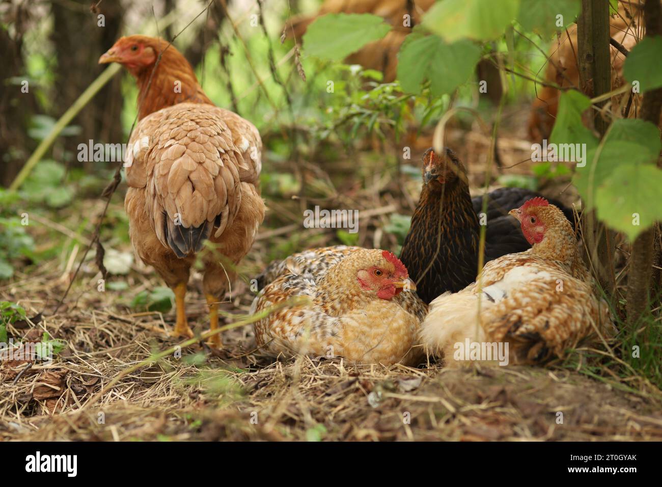 Chickens rest hi-res stock photography and images - Alamy
