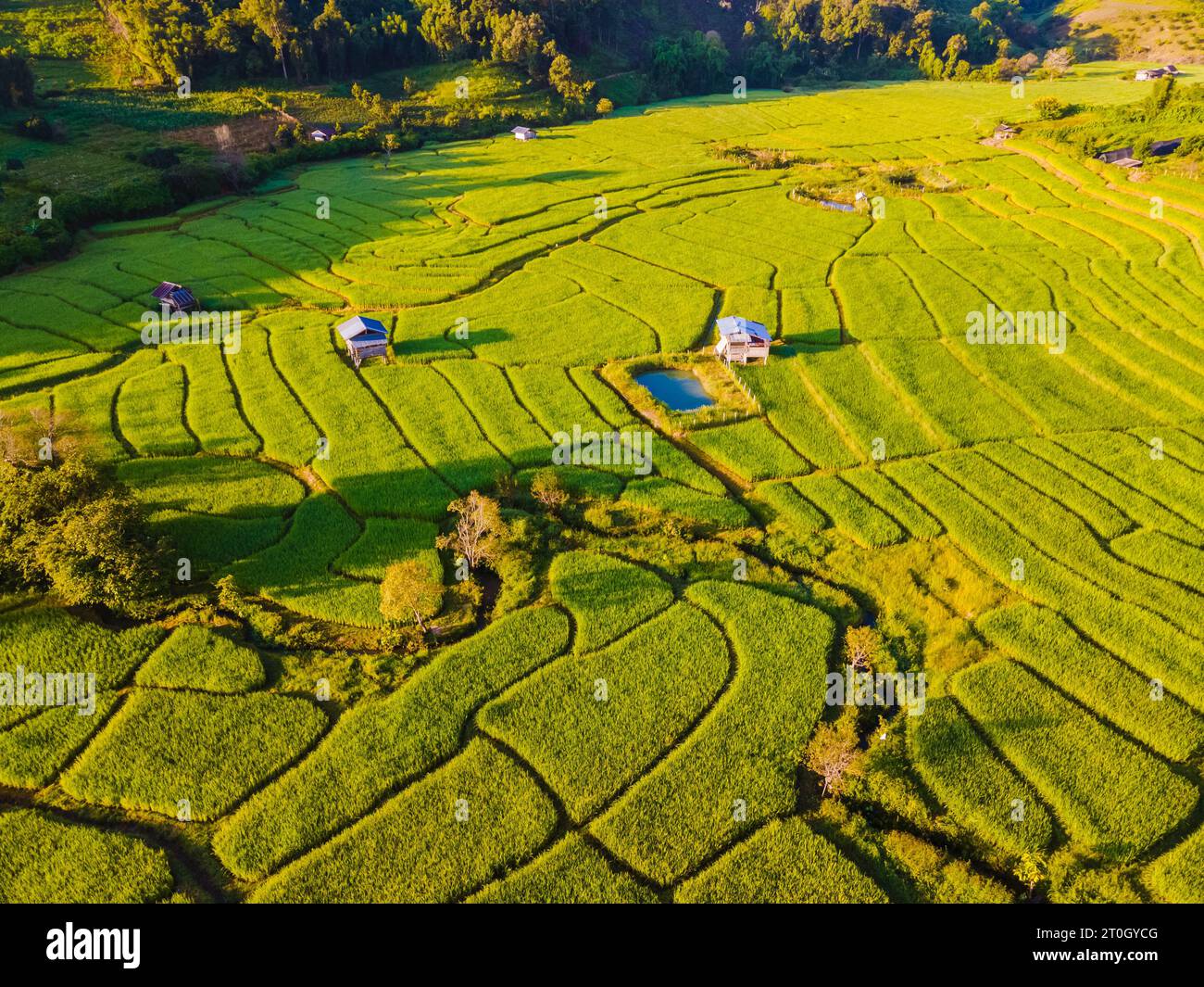 Terraced Rice paddy Field in Chiangmai mountains during the green rain season, Thailand. Royal ...