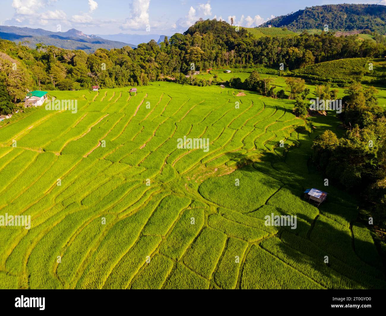 Terraced Rice Field in Chiangmai during the green rain season, Thailand. Royal Project Khun Pae ...