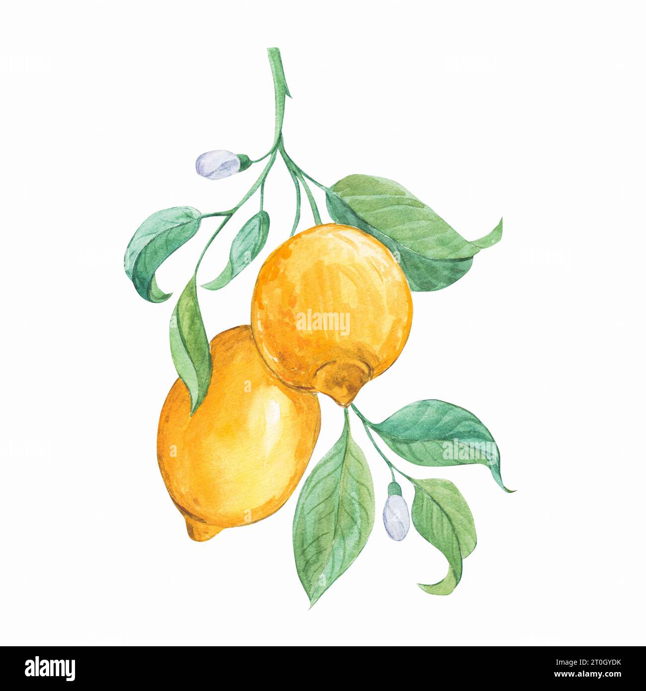A hanging branch with two lemons. Exotic summer fruit design in ...