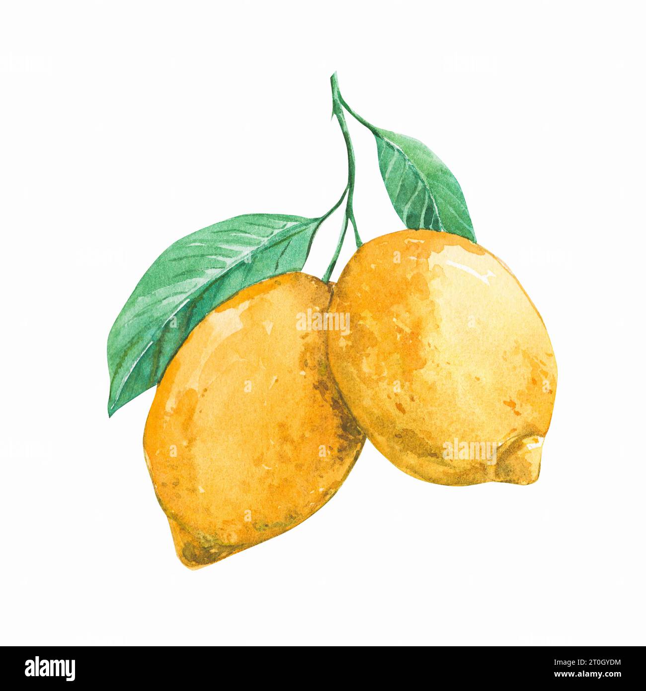 A hanging branch with two lemons. Exotic summer fruit design in ...