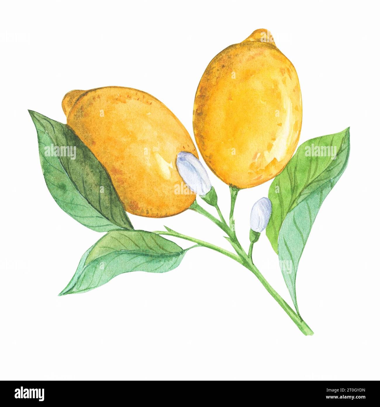 A branch with two lemons. Exotic summer fruit design in Provence style ...