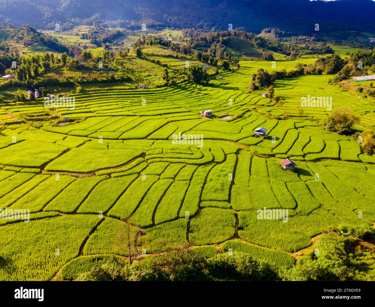 Terraced Rice Field in Chiangmai during the green rain season, Thailand. Royal Project Khun Pae ...
