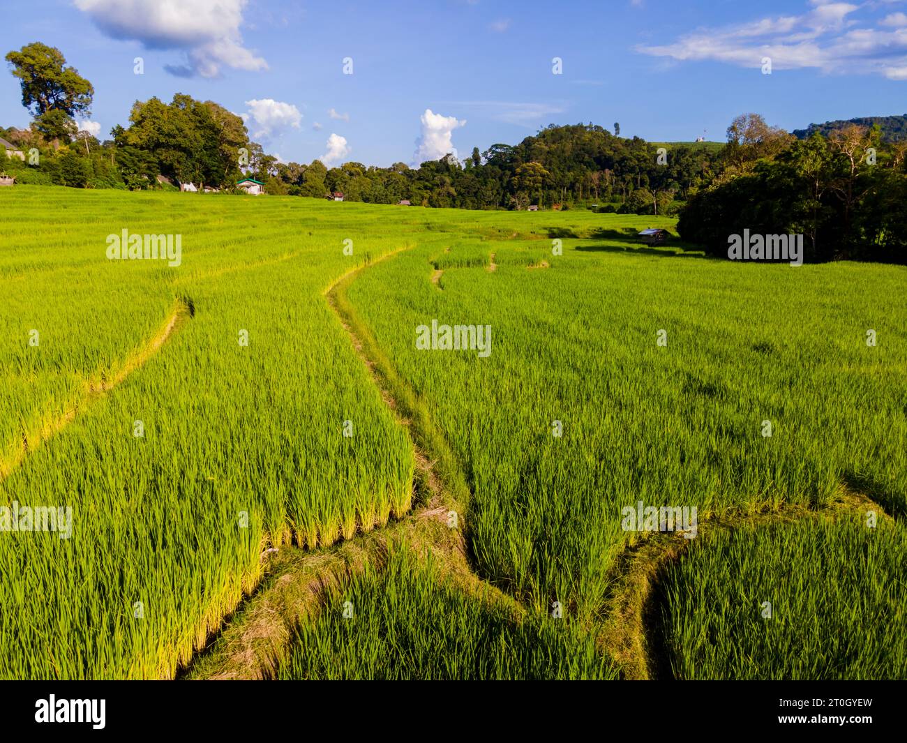 Terraced Rice paddy Field in Chiangmai mountains during the green rain ...