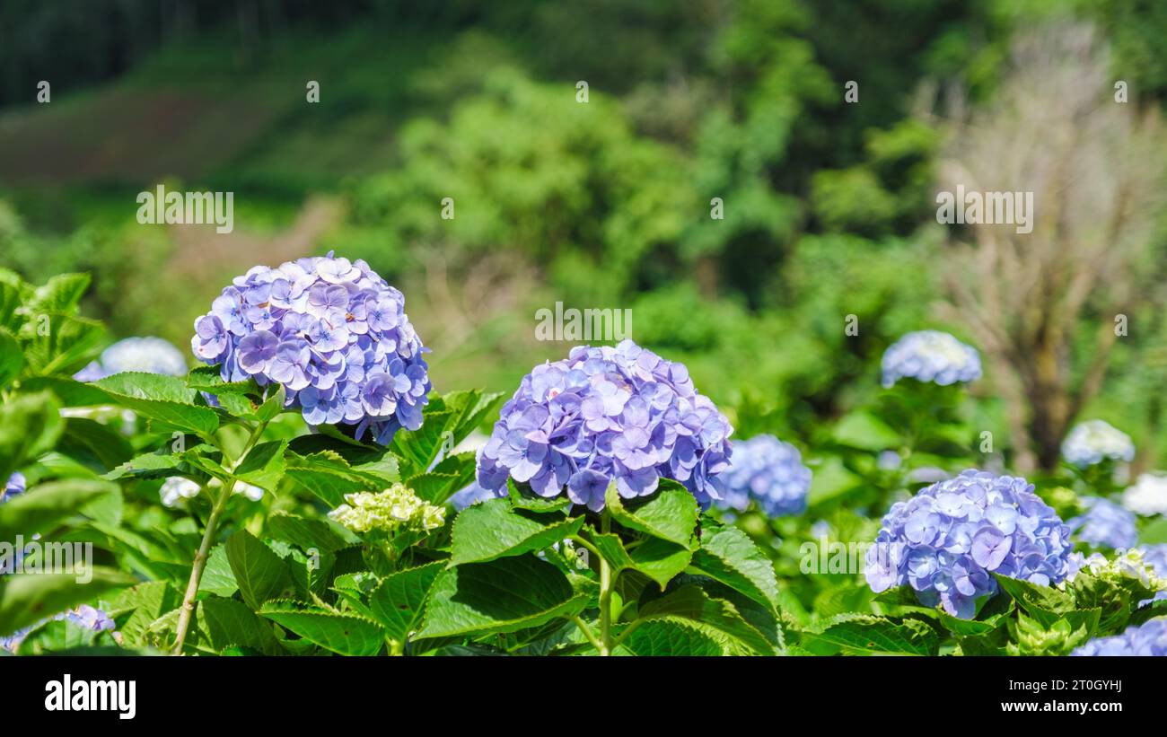 Hortensia hydrangea flower field in Chiangmai during the green rain ...