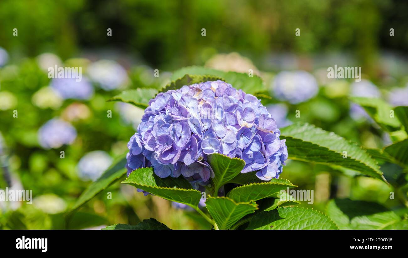 Hortensia hydrangea flower field in Chiangmai during the green rain ...