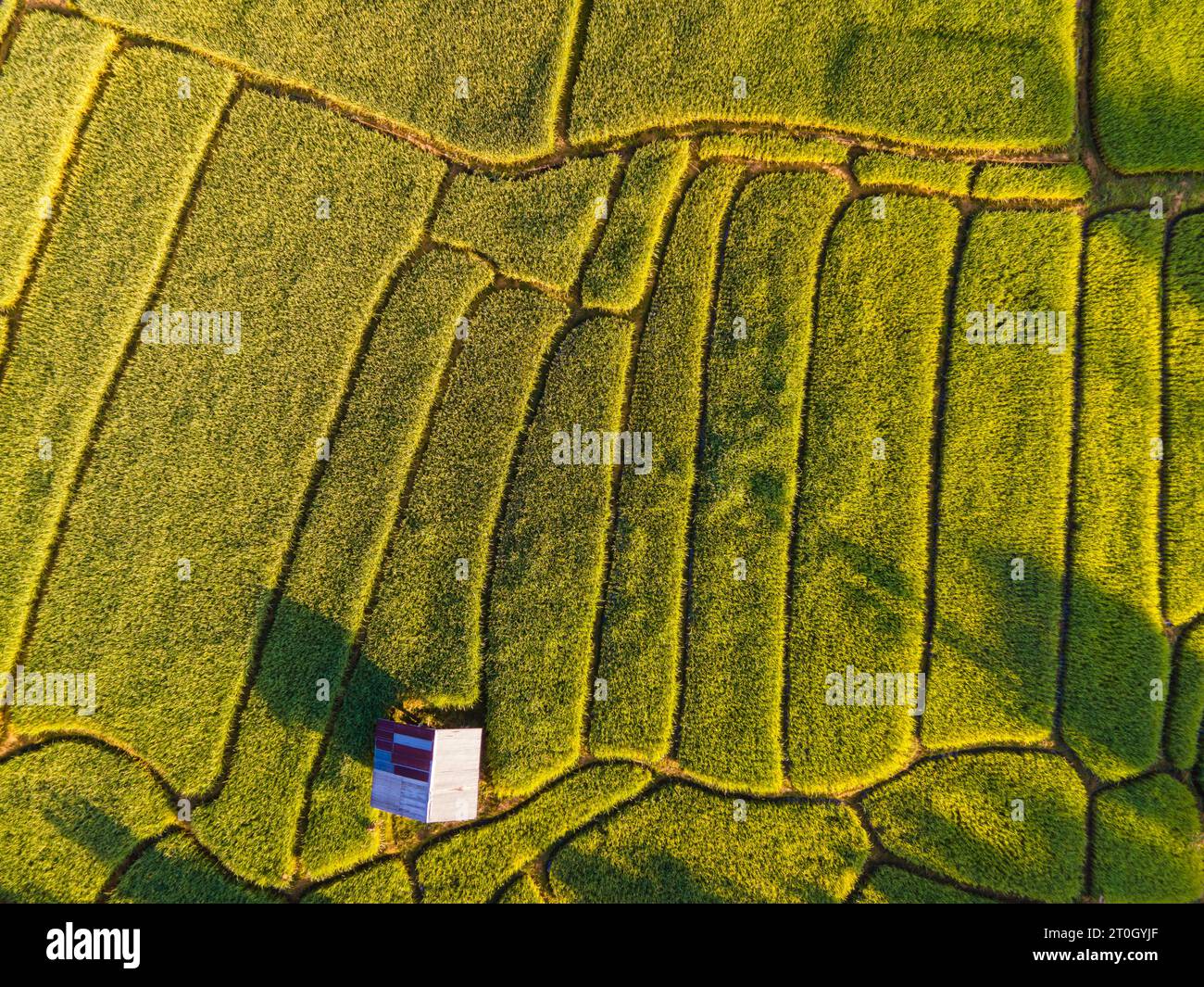Terraced Rice Field in Chiangmai during the green rain season, Thailand ...