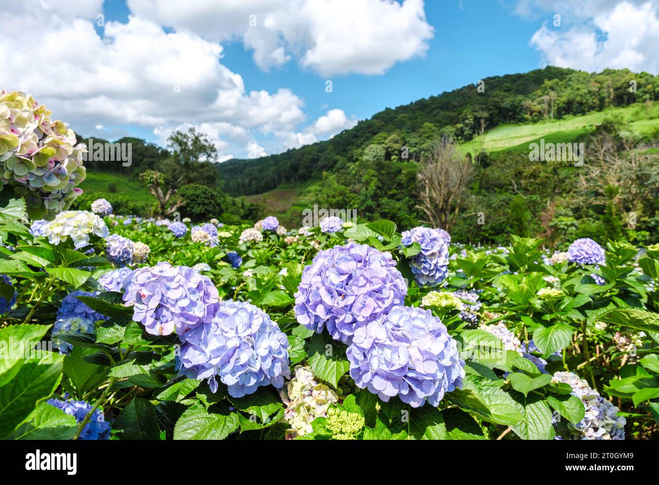 Hortensia hydrangea flower field in Chiangmai during the green rain ...