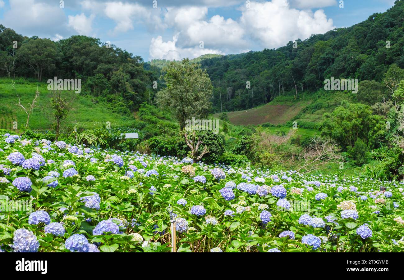 Hortensia hydrangea flower field in Chiangmai during the green rain ...