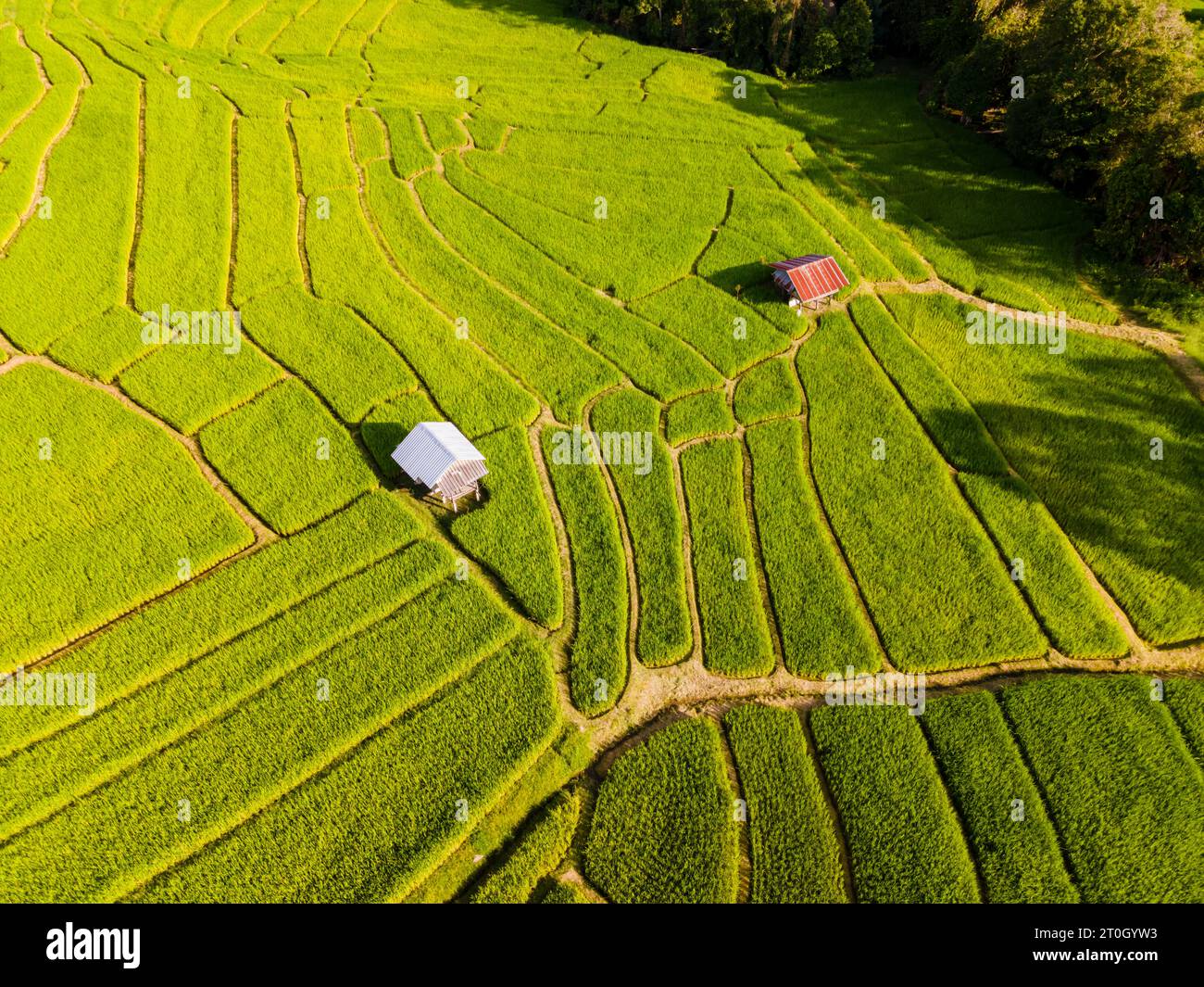 Terraced Rice Field in Chiangmai during the green rain season, Thailand. Royal Project Khun Pae ...