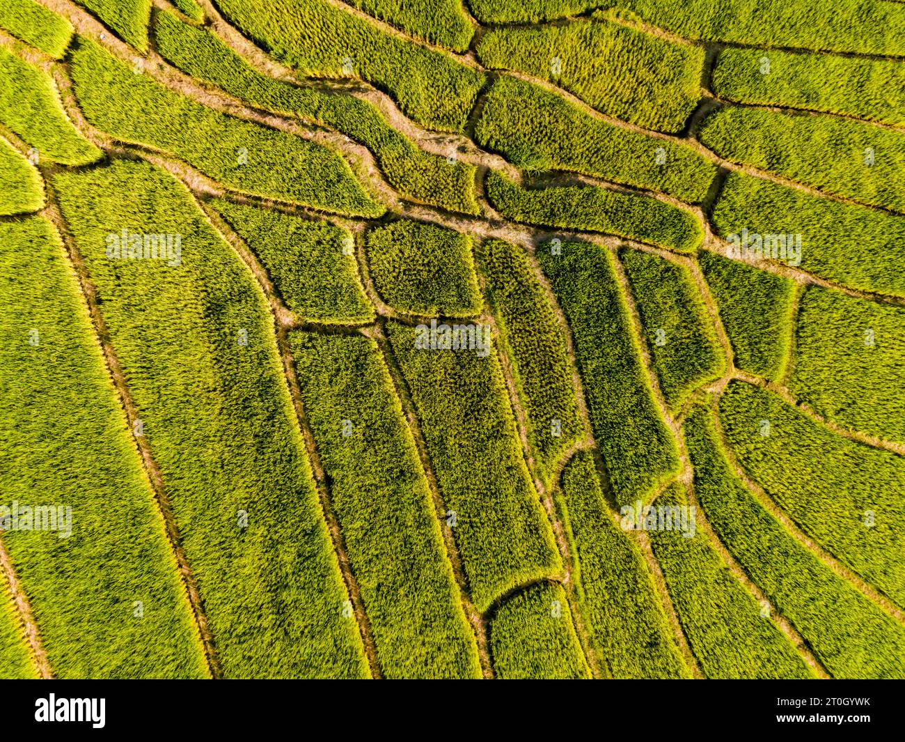 Rice Field in Chiangmai during the green rain season, Thailand. Royal ...