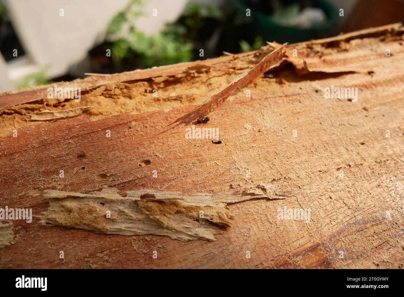 Traces of wood eaten by termites, damage to wood by termites ...