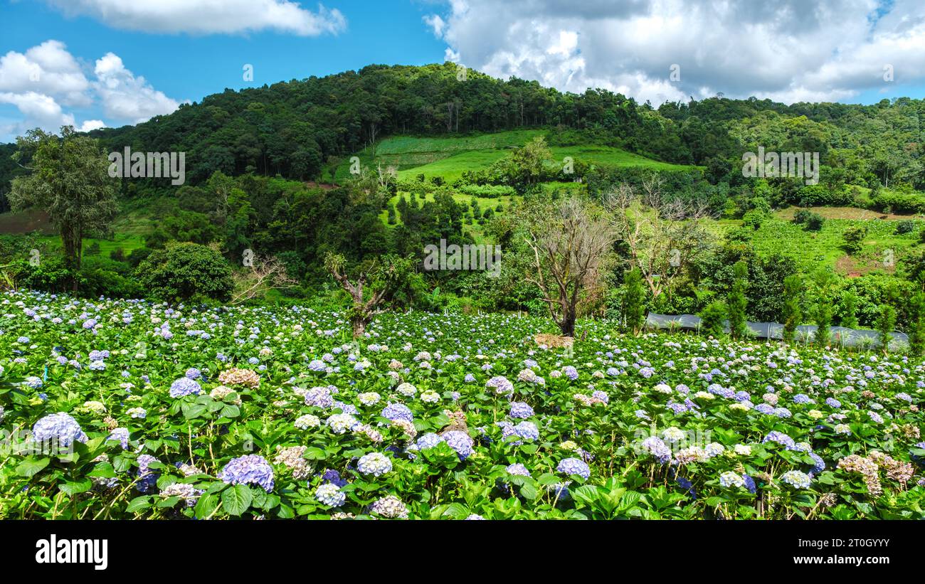 Hortensia hydrangea flower field in Chiangmai during the green rain ...