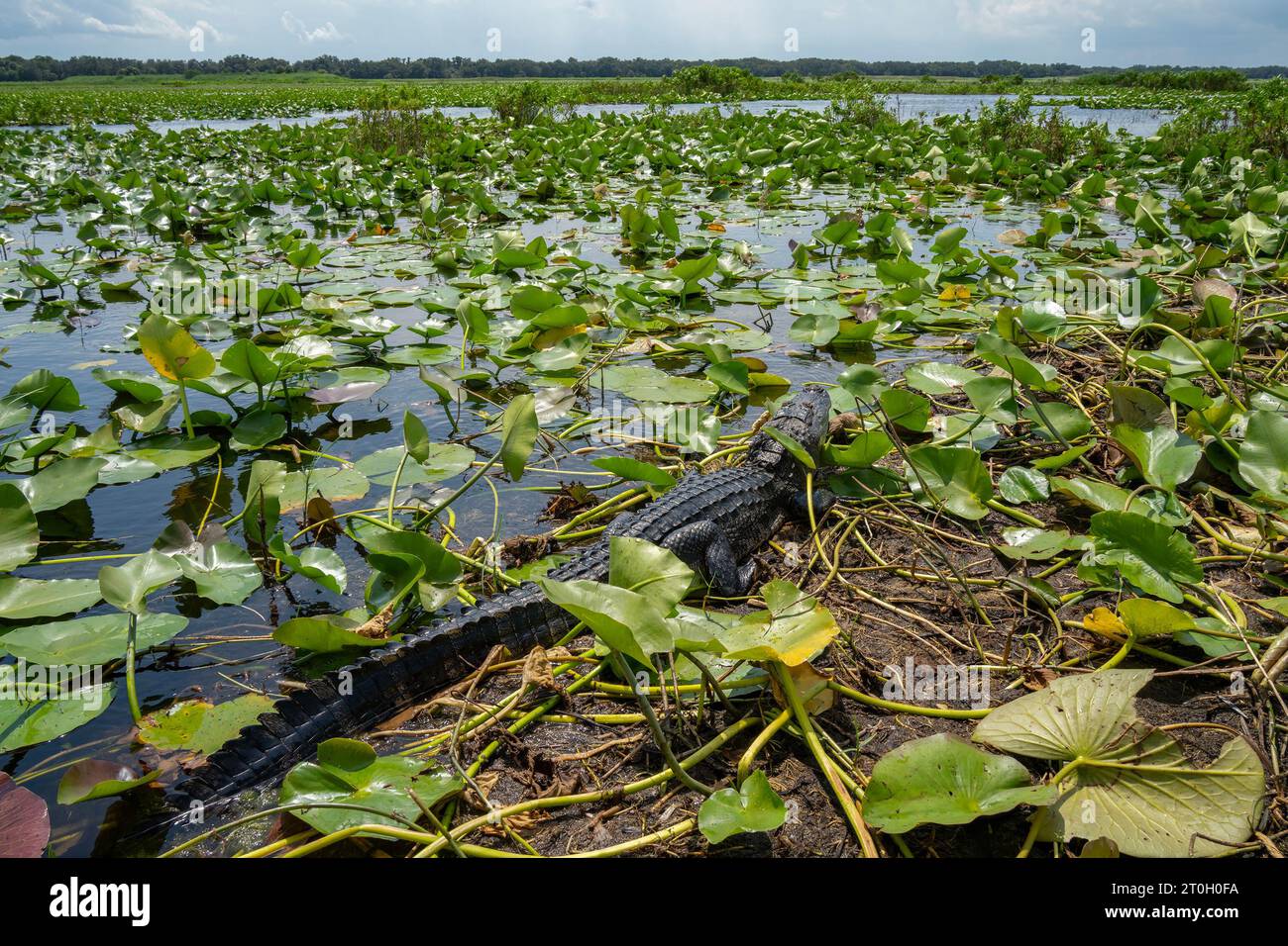 An alligator in a patch of waterlilies in the everglades of Florida ...