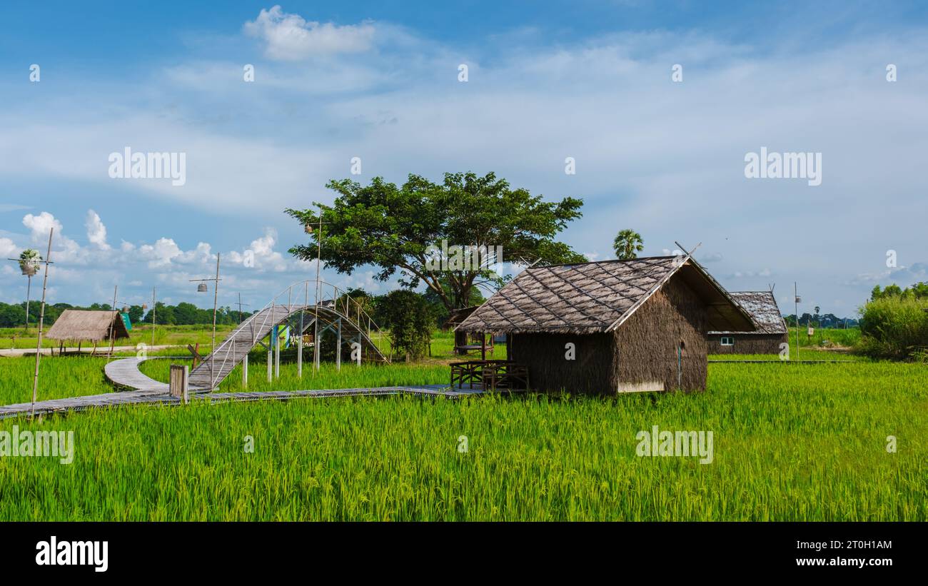 small homestay at the farm with a green rice paddy field in Central ...