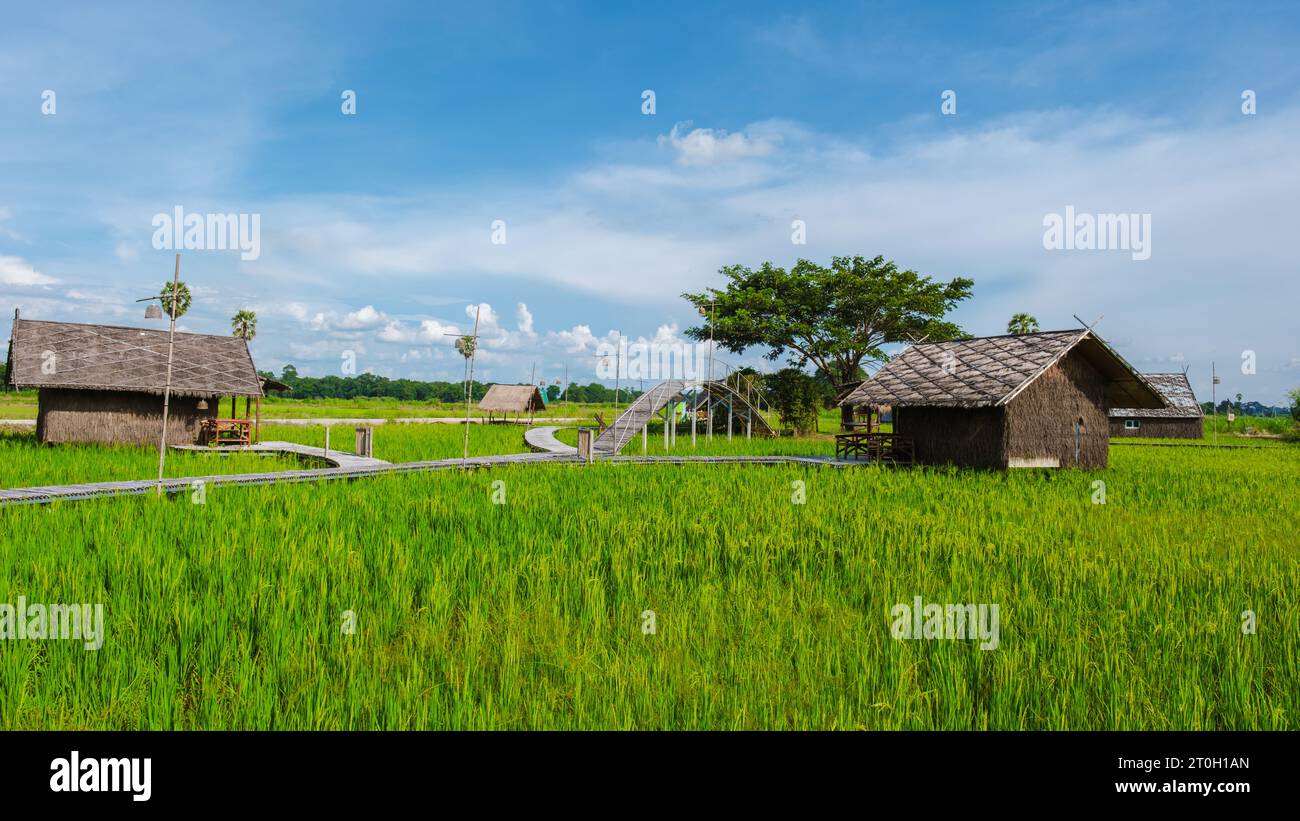 small homestay at the farm with a green rice paddy field in Central ...