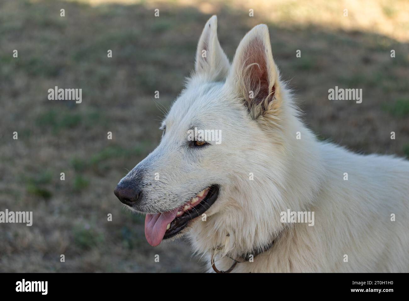 Portrait swiss farm dog hi-res stock photography and images - Alamy
