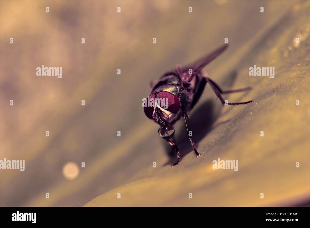 Bubble Ritual: The Mesmerizing Behavior of Chrysomya megacephala Stock ...