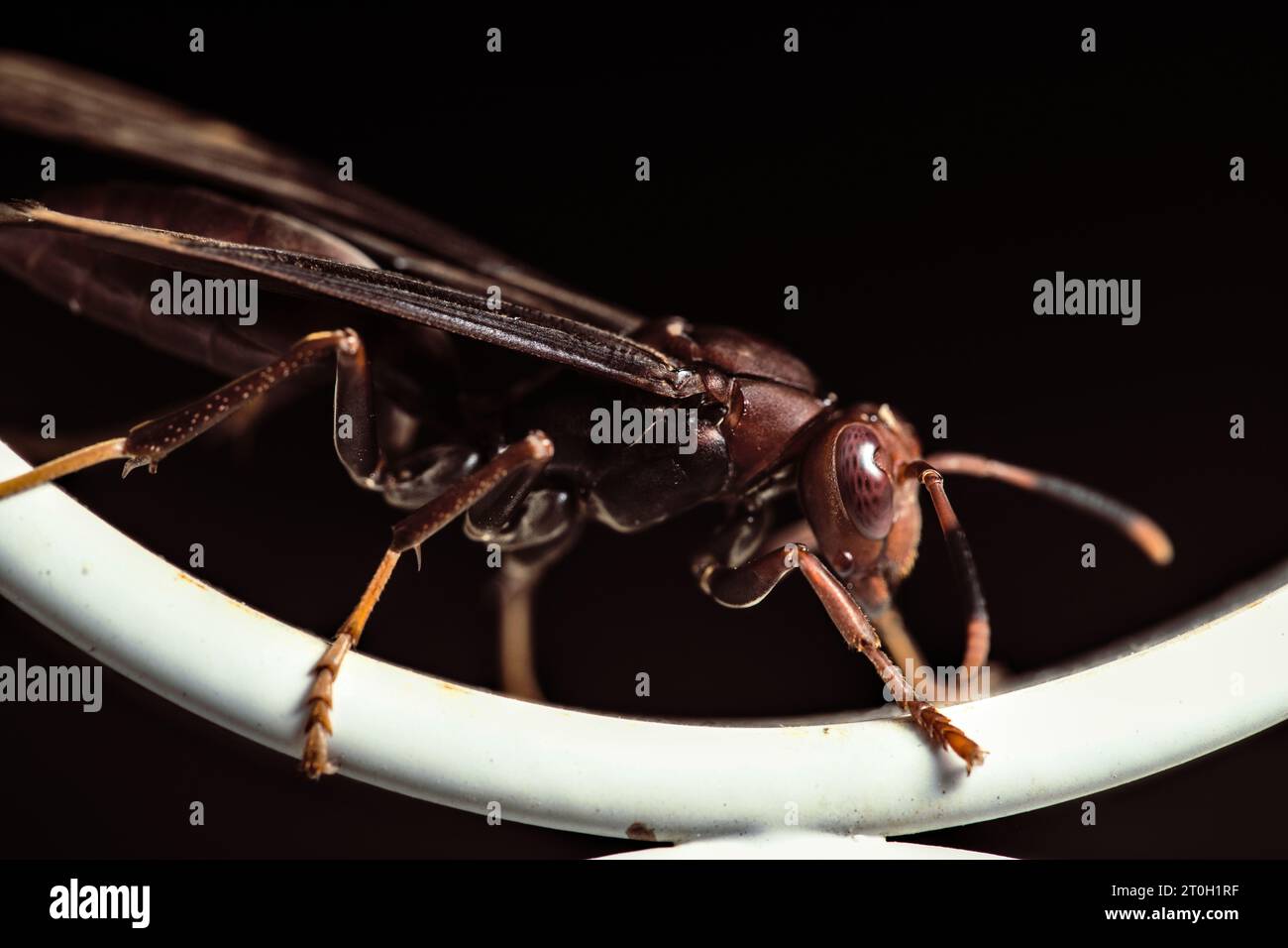 Umbrella Architects: The Red and Black Paper Wasp Stock Photo - Alamy