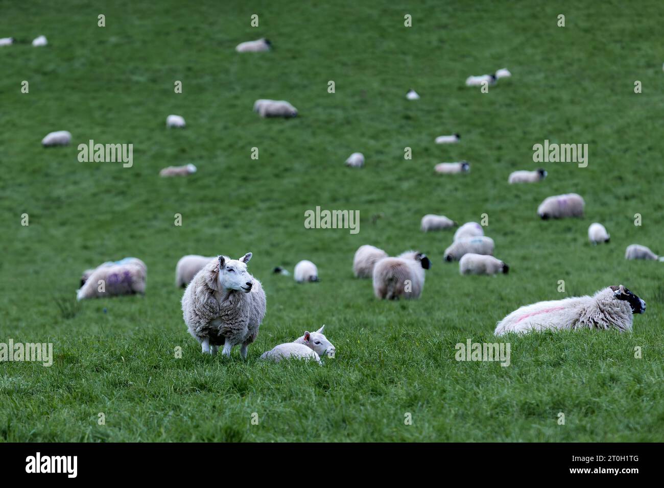 Rhythms of the Pasture: The Dynamics of a Working Sheep Farm Stock ...
