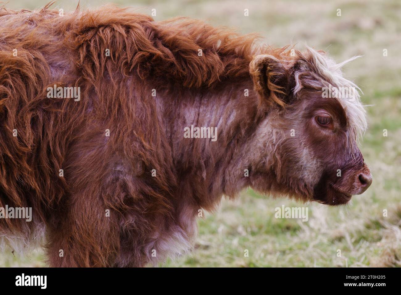 Innocence amidst nature hi-res stock photography and images - Alamy
