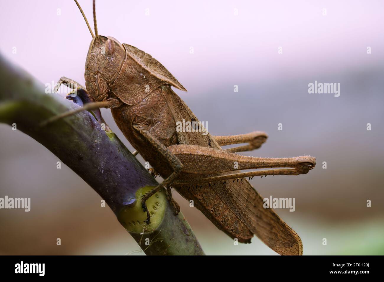 Vibrant grasshopper species hi-res stock photography and images - Alamy